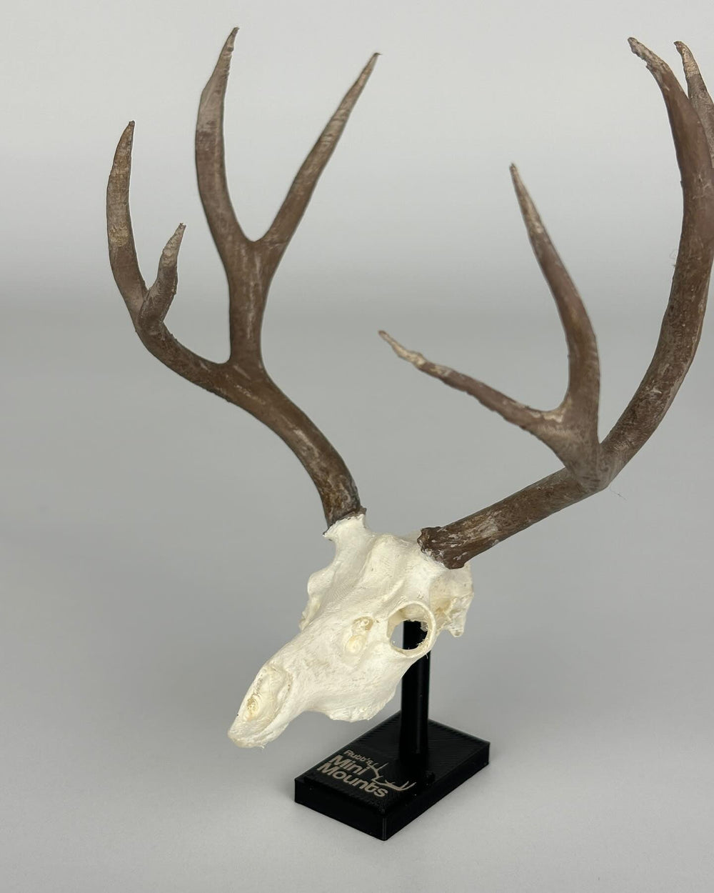 Collections – Raccoon Rigs