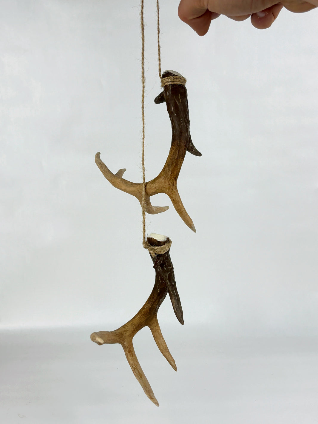 Replica Trophy Mounts | Rutt's Mini Mounts – Raccoon Rigs