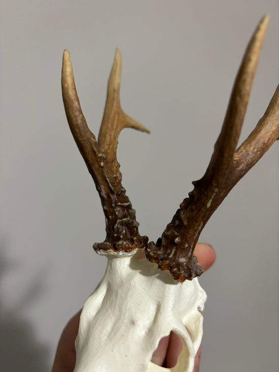 Custom Mini Painted Euro Mount / Skull (ANY SPECIES) – Raccoon Rigs