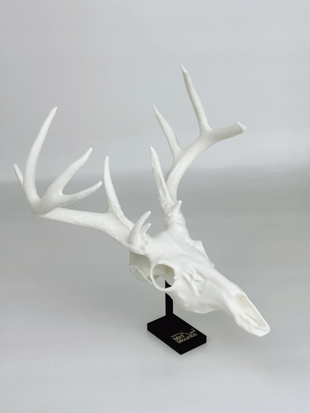 Replica Trophy Mounts | Rutt's Mini Mounts – Raccoon Rigs