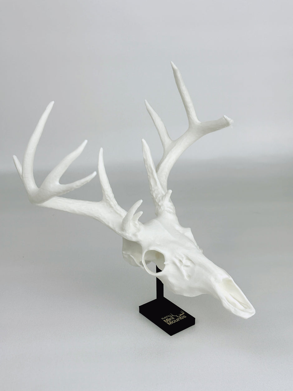 Replica Trophy Mounts | Rutt's Mini Mounts – Raccoon Rigs